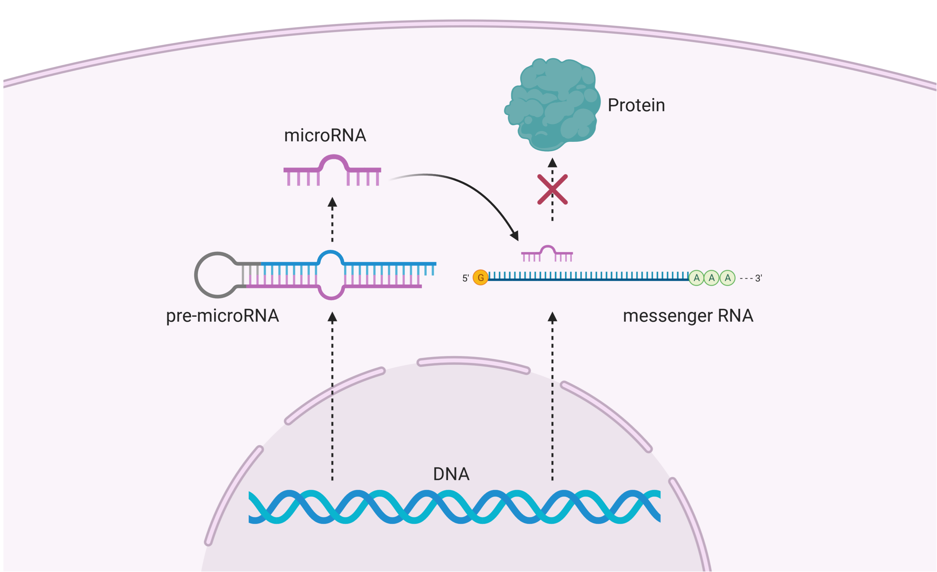 Glossary Genome Sciences Centre Glossary Genome Sciences Centre